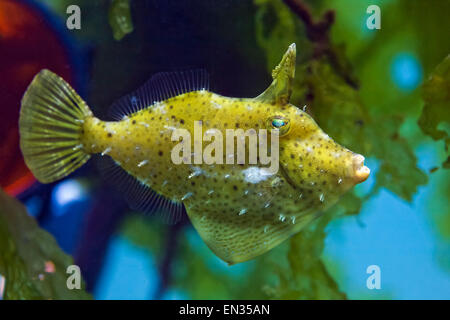 Korean black scraper (Thamnaconus modestoides), Secret Bay Bali ...