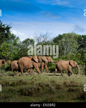The Lakipia district in the central region of Kenya, on the equator ...