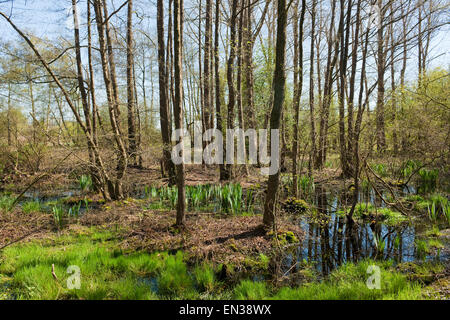 Common Alder Alnus glutinosa alder carr wet woodland habitat ice river ...