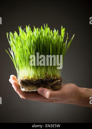 human hand holding green grass on white Stock Photo - Alamy