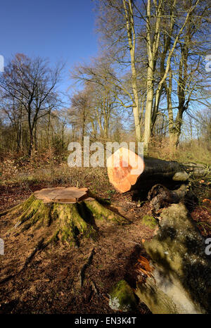 Felled oak logs in the woodland named The Dingle in Lumb Brook Valley ...
