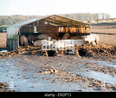 Free Range pig farming, Tunstall, Suffolk, England, UK pigs feeding ...