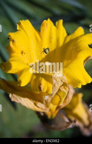 Daffodil flower dead dying faded Stock Photo - Alamy