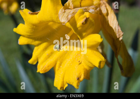 Daffodil flower dead dying faded Stock Photo - Alamy
