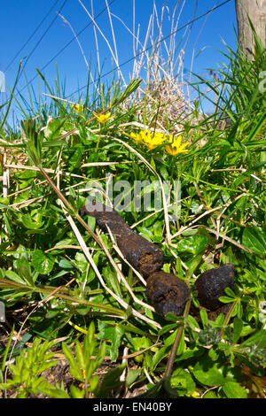 Dog poo on grass Stock Photo - Alamy