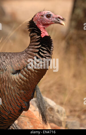 Male wild turkey in spring Stock Photo - Alamy
