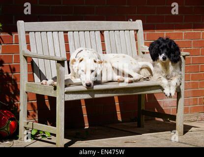 A springer spaniel resting on a bench Stock Photo - Alamy
