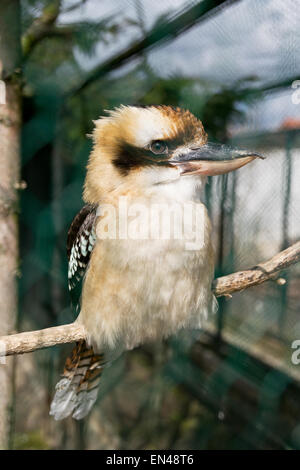 Laughing Kookaburra is a carnivorous bird in the kingfisher family ...