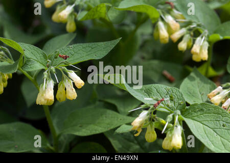 Tuberous comfrey leaf (Symphytum tuberosum) on garden Stock Photo - Alamy