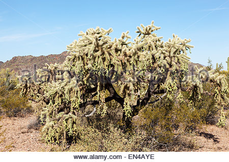 Hanging chain fruit / Jumping cholla (Cylindropuntia fulgida), Organ ...