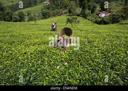 Kenya Women picking tea leaves in Nyeri district Stock Photo - Alamy