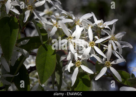 Amelanchier lamarckii Snowy mespilus White flowers on branches of ...