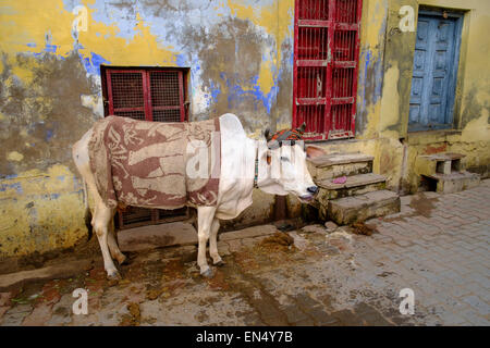 Cow on the street of Vrindavan Stock Photo - Alamy