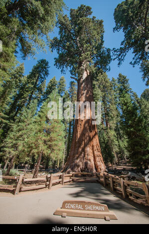 huge general sherman sequoia tree in Sequoia tree national park, USA ...