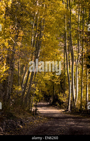 Aspen trees in glorious Autumn colors set off the towering peaks in the ...