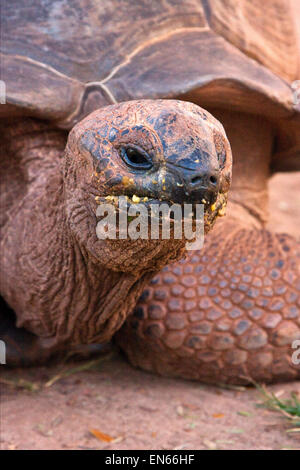 turtle in madagascar nosy be Stock Photo - Alamy