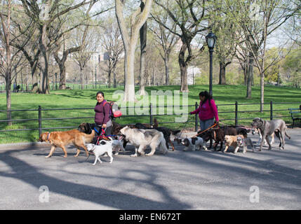 Dogs on walk with professional woman dog walker on the street Stock ...