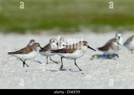 Dunlin Caldris alpina and Sanderlings resting March Fort Myers beach ...