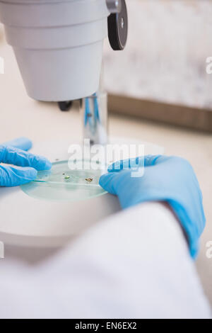 Scientist looking at petri dish under microscope Stock Photo - Alamy