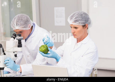 Scientists examining green pepper Stock Photo - Alamy