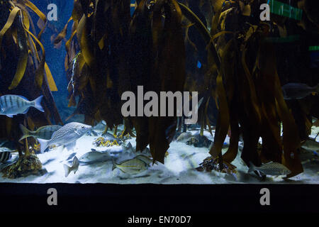 Seaweed in fish tank Stock Photo - Alamy