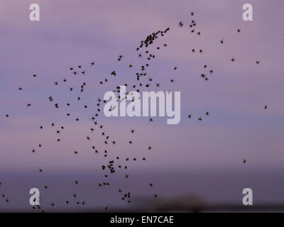 Arachnophobia or arachnephobia is the fear of spiders and other ...