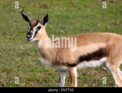THOMSON’S GAZELLE Gazella thomsoni close up of the feet and hooves ...