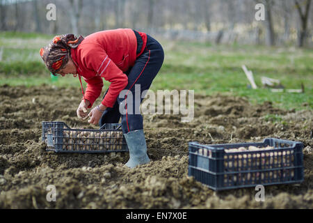 Peasant woman cultivating potatoes on a fresh plowed field Stock Photo ...