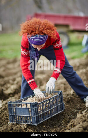 Peasant woman cultivating potatoes on a fresh plowed field Stock Photo ...