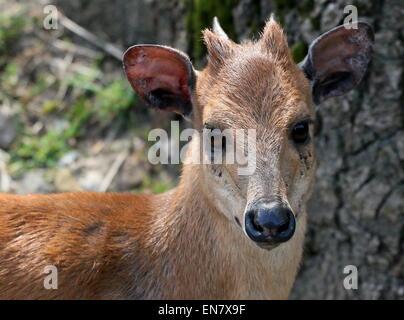 Portrait of a female Red forest duiker or Natal duiker antelope ...