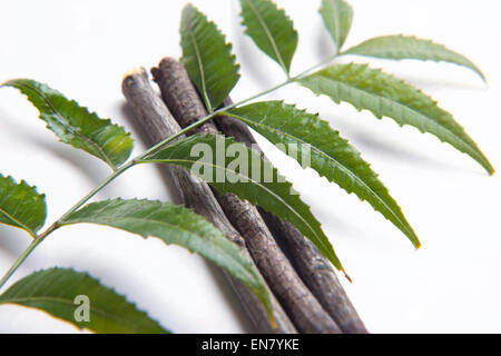 Medicinal neem twigs Stock Photo - Alamy