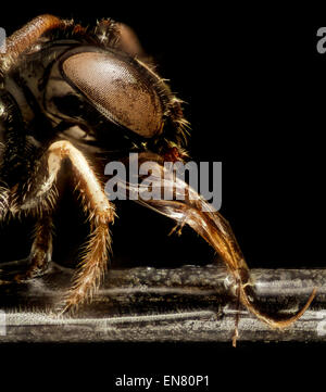 Small Carpenter Bees (Ceratina Stock Photo - Alamy