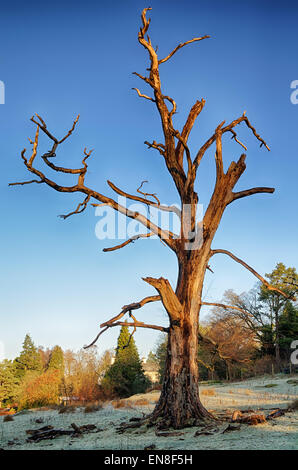 lonely dead dry tree on a hill Stock Photo - Alamy