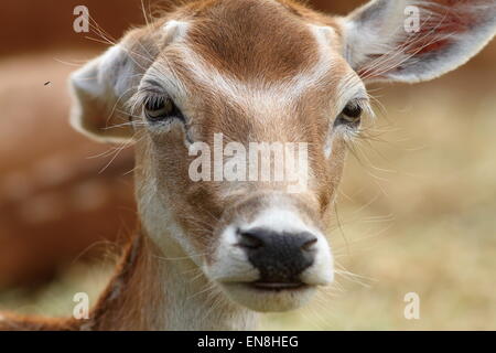 Fallow deer (Dama Dama) doe, hind or fawn in Autumn season. The Autumn ...