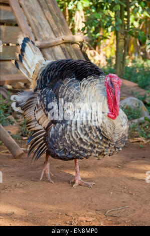 Ugly breed of Wild Turkey close up nasty and scary looking Stock Photo ...