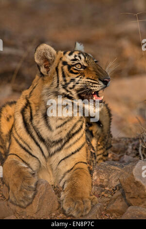 Sub adult tiger sitting on rocky ground in Ranthambhore national park ...