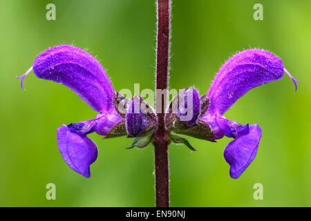 violet glechoma hederacea hirsuta labiate Stock Photo - Alamy