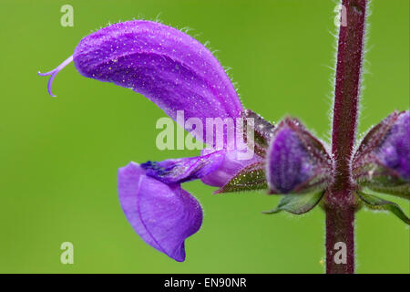 violet glechoma hederacea hirsuta labiate Stock Photo - Alamy
