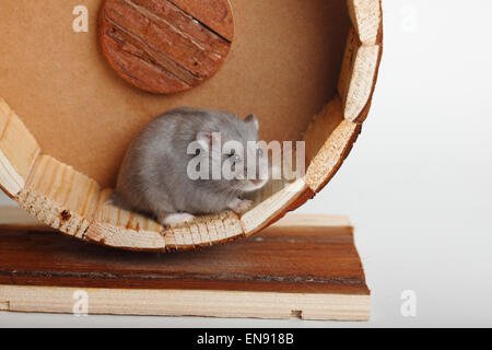 Campbells Dwarf Hamster (Phodopus campbelli). Baby in wood shavings ...