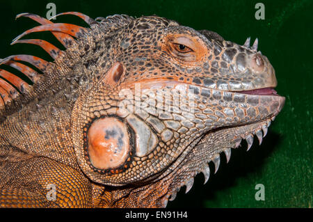 Red iguana large phytophagous lizard family iguanidae Stock Photo - Alamy