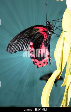 Butterfly Sailboats or Papilionidae or swallowtail family Lepidoptera Stock Photo - Alamy