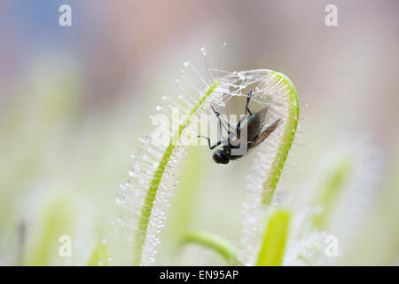 Some Cape Sundews (Drosera capensis) in the Bain's Kloof Stock Photo ...