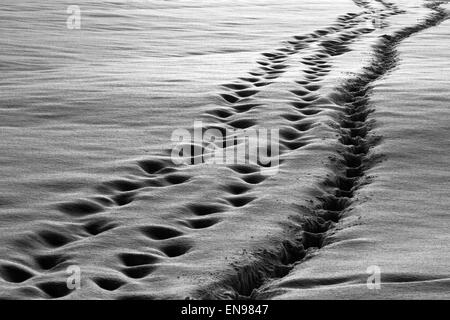 Small Footsteps in the Snow Stock Photo - Alamy