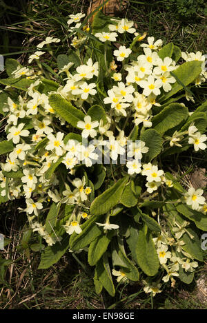large clump of spring primrose (Primula vulgaris) flowers growing on a ...