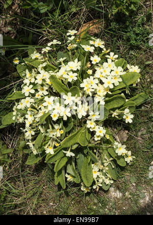 large clump of spring primrose (Primula vulgaris) flowers growing on a ...