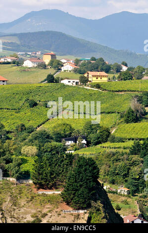 Txakoli vineyards. Getaria. Gipuzkoa. Basque Country. Spain Stock Photo ...
