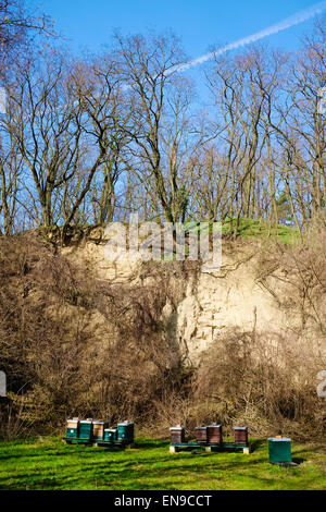 Brandenburg, Oder, landscape, meadow Stock Photo - Alamy