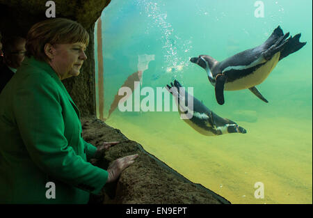 Marlow, Germany. 30th Apr, 2015. German Chancellor Angela Merkel feeds ...