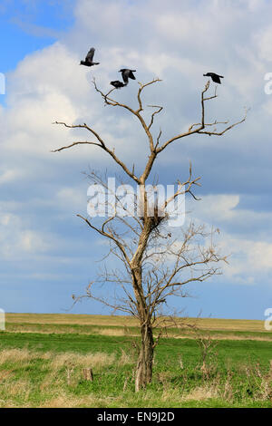 Rooks sit in the trees in the steppe, Rostov region, Russia Stock Photo ...