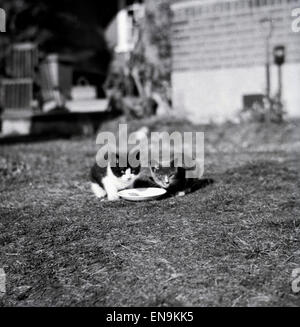 two cats drinking milk outdoors Stock Photo - Alamy